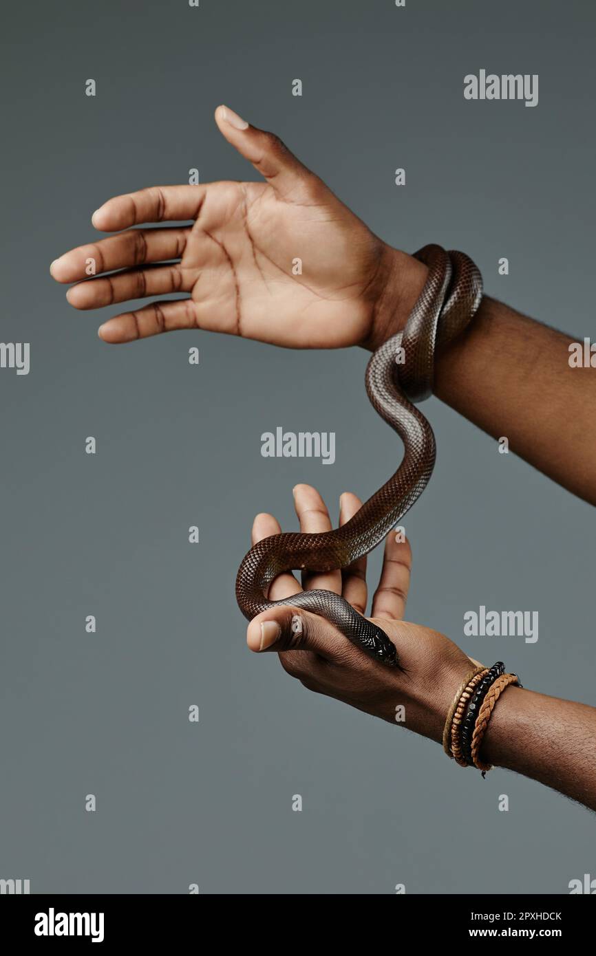 Hands of young African American man holding copper rat snake enlacing ...
