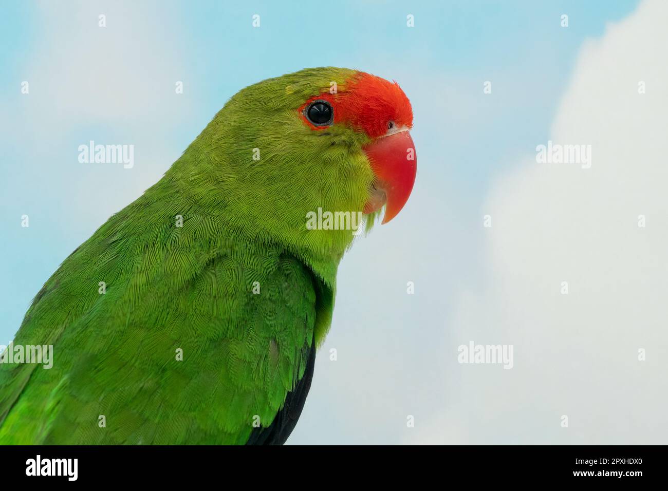Abyssinian lovebird agapornis taranta hi-res stock photography and ...