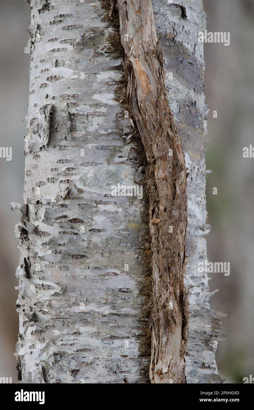 Japanese white birches hi-res stock photography and images - Alamy