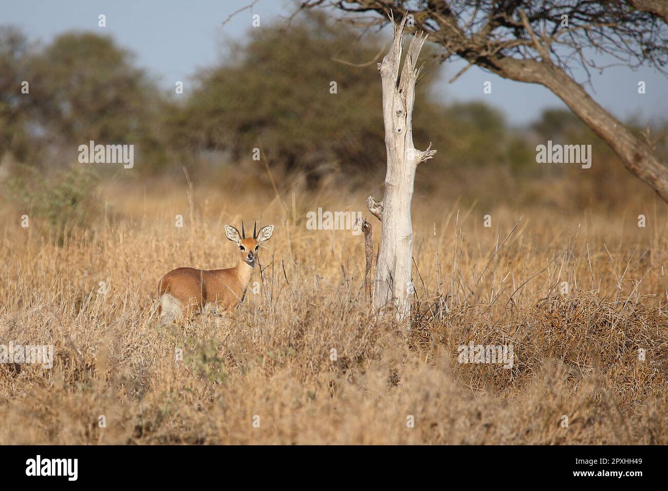 Afrikanische steenboks hi-res stock photography and images - Alamy