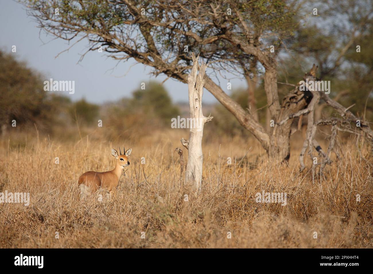 Afrikanische steenboks hi-res stock photography and images - Alamy