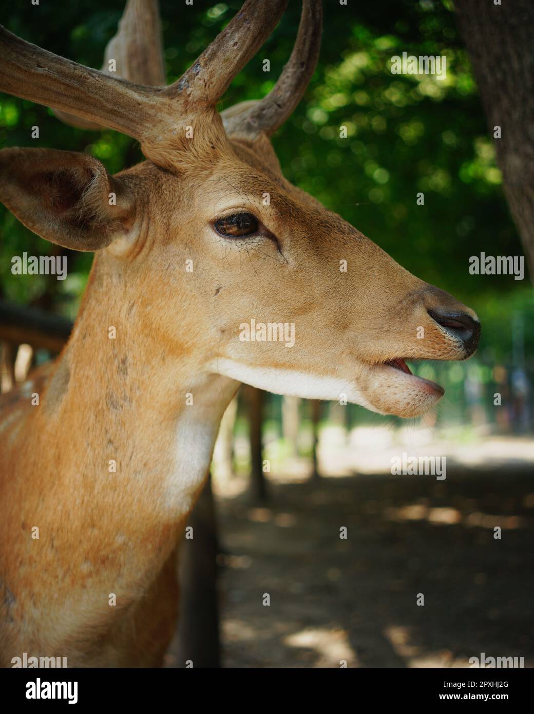 A majestic stag stands in an open field, its antlers silhouetted ...