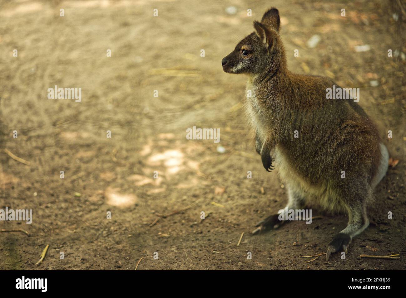 A small wallaby species of marsupial mammal standing in a natural field environment Stock Photo ...