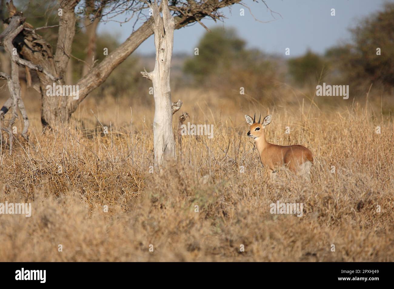 Afrikanische steenboks hi-res stock photography and images - Alamy