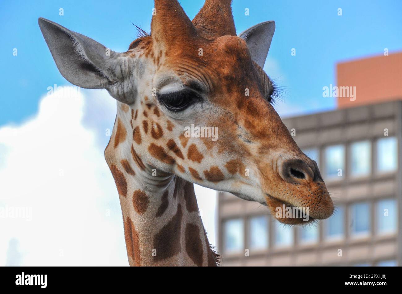 A giraffe in captivity in a zoo. France Stock Photo - Alamy