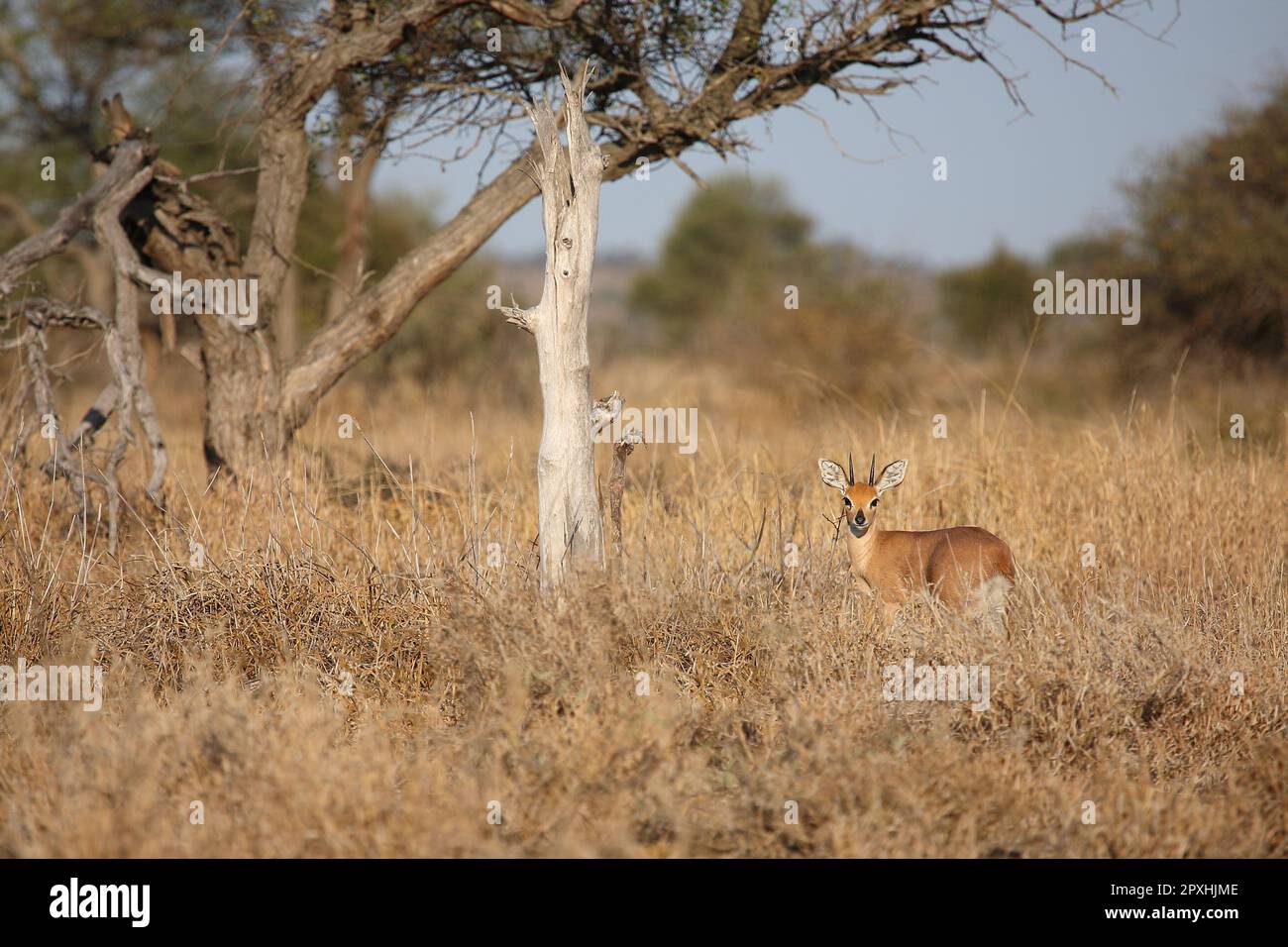 Afrikanische steenboks hi-res stock photography and images - Alamy