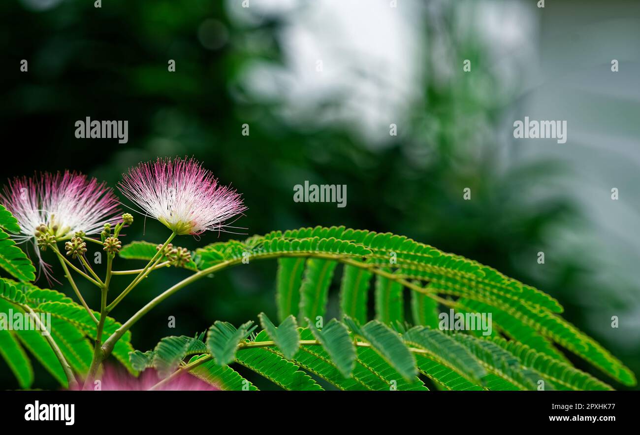 A pink flower blooms amongst the branches of a tree in a rain-soaked ...