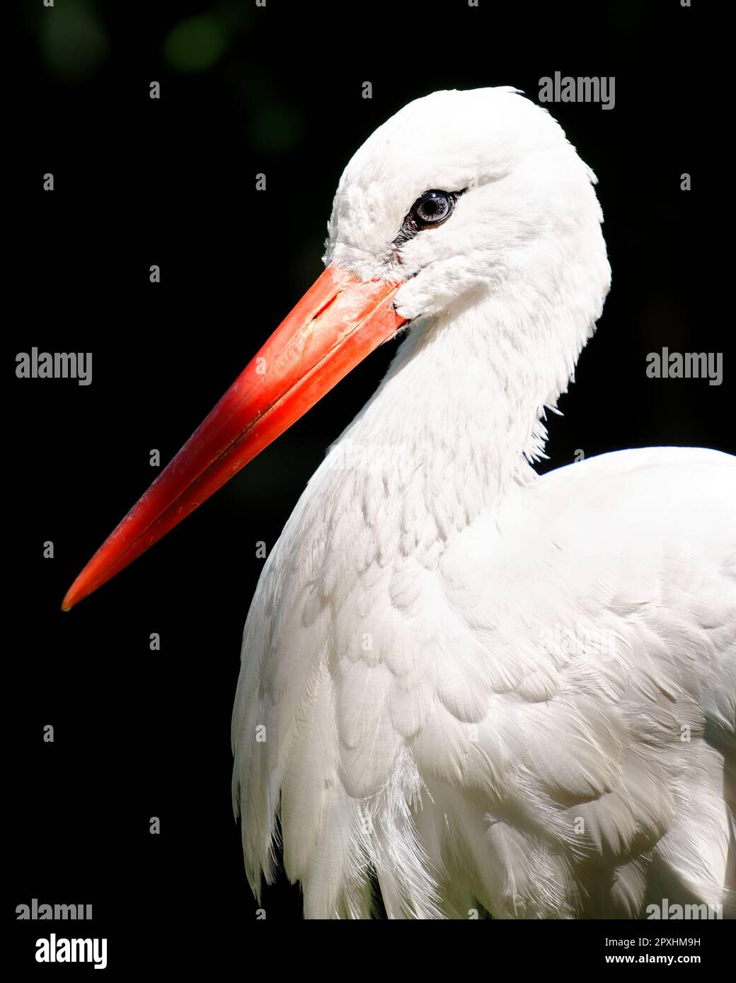 Closeup of a majestic white stork standing against a black background ...