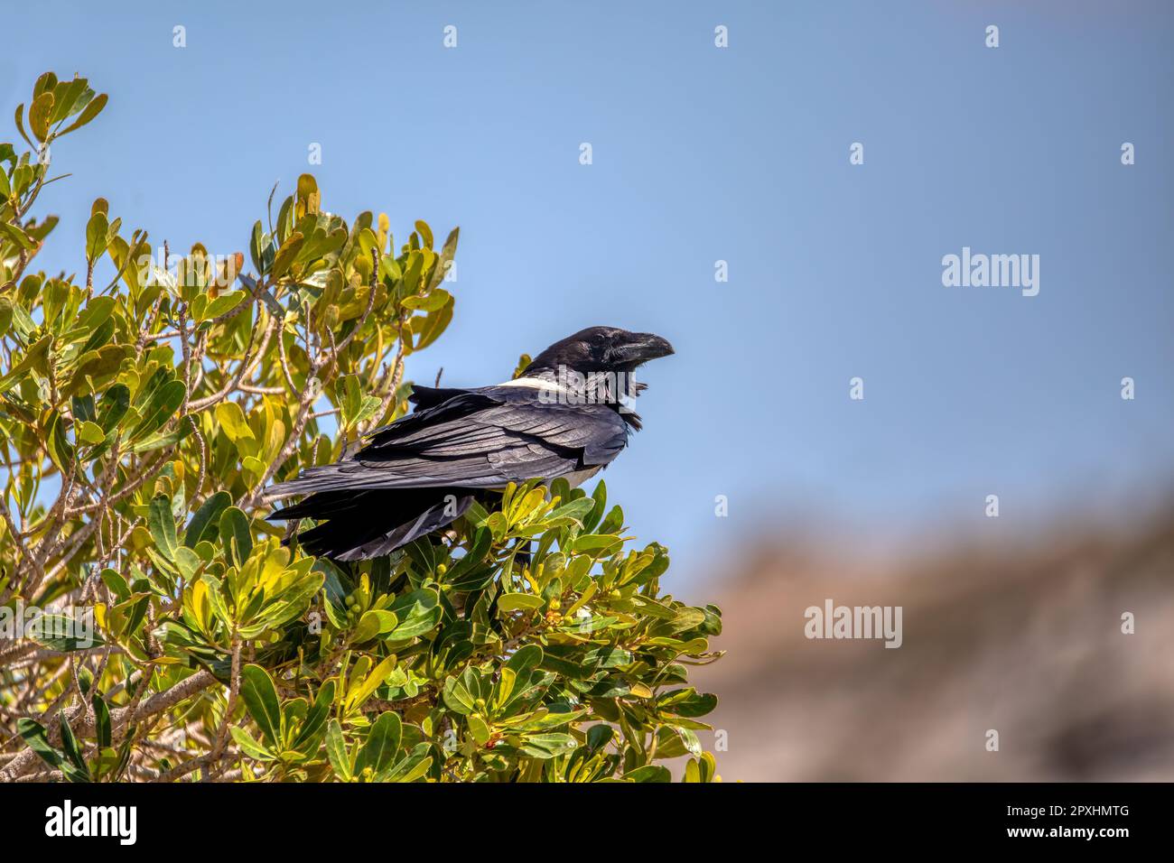 Pied crow (Corvus albus), bird species in the crow genus, Isalo ...