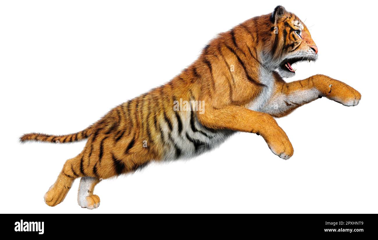 3D rendering of a big cat tiger isolated on white background Stock ...