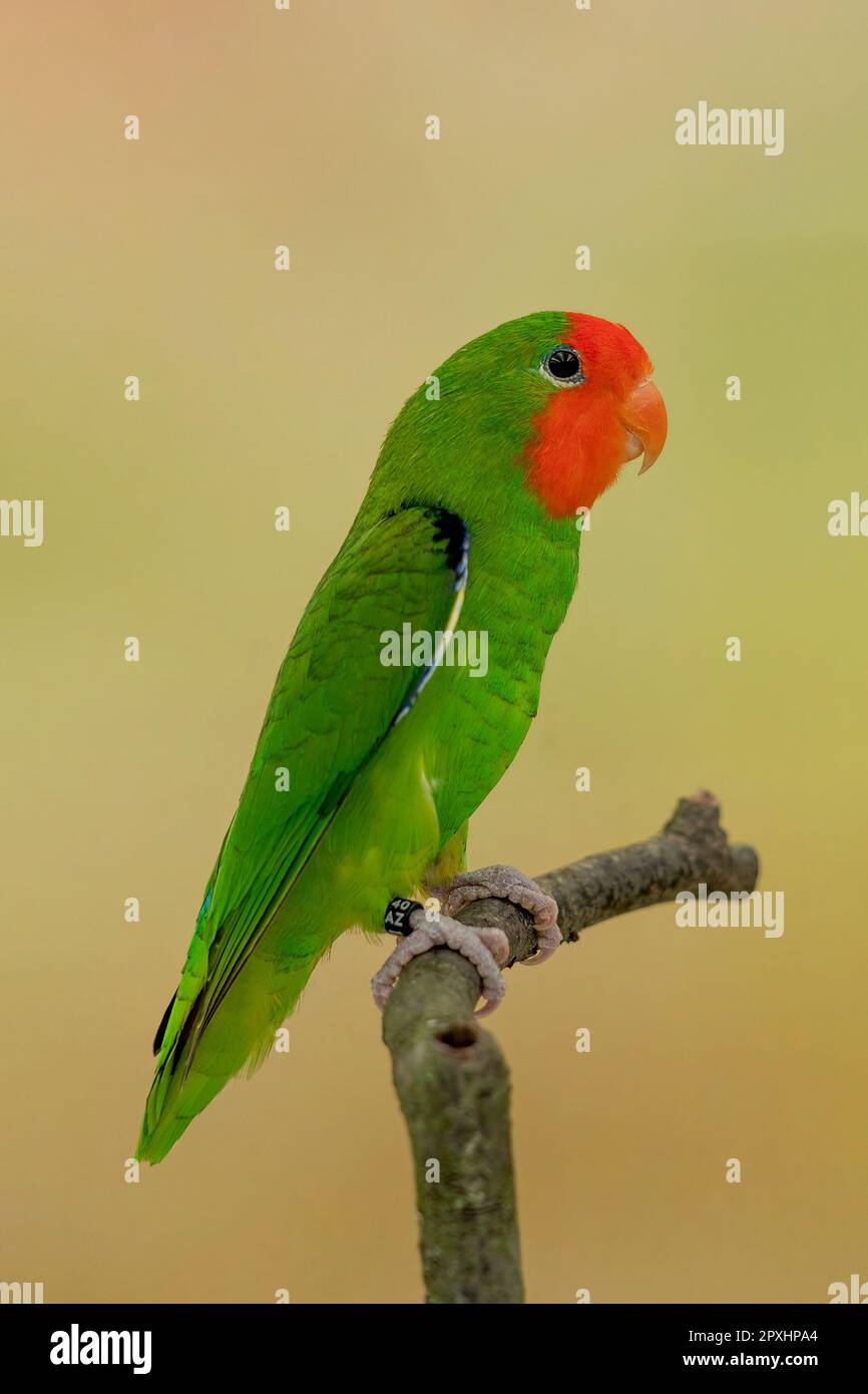 red-headed lovebird or red-faced lovebird Stock Photo - Alamy
