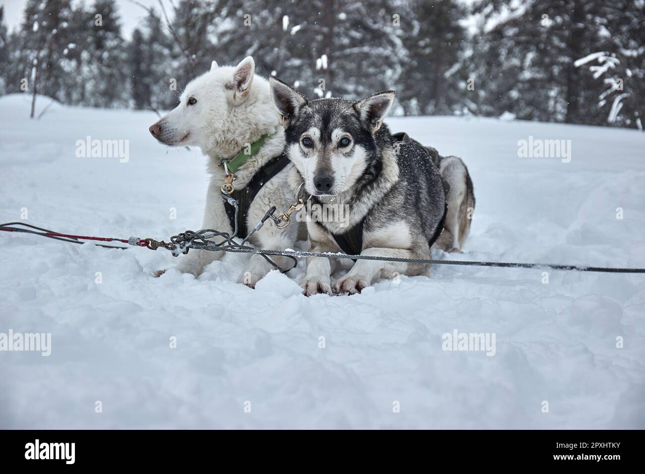 Dog sled dogs resting after pulling the sledge in the snow Stock Photo ...