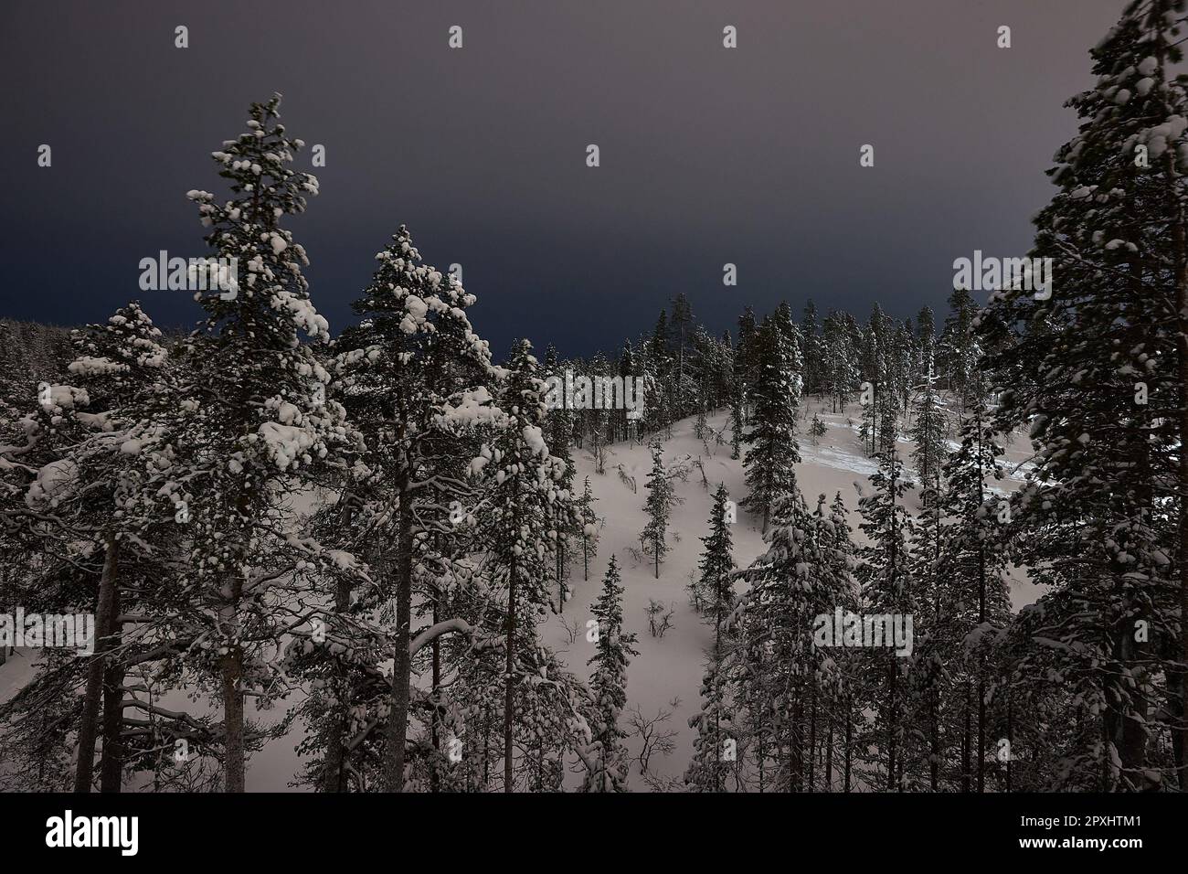 Pine Trees Snow At Night
