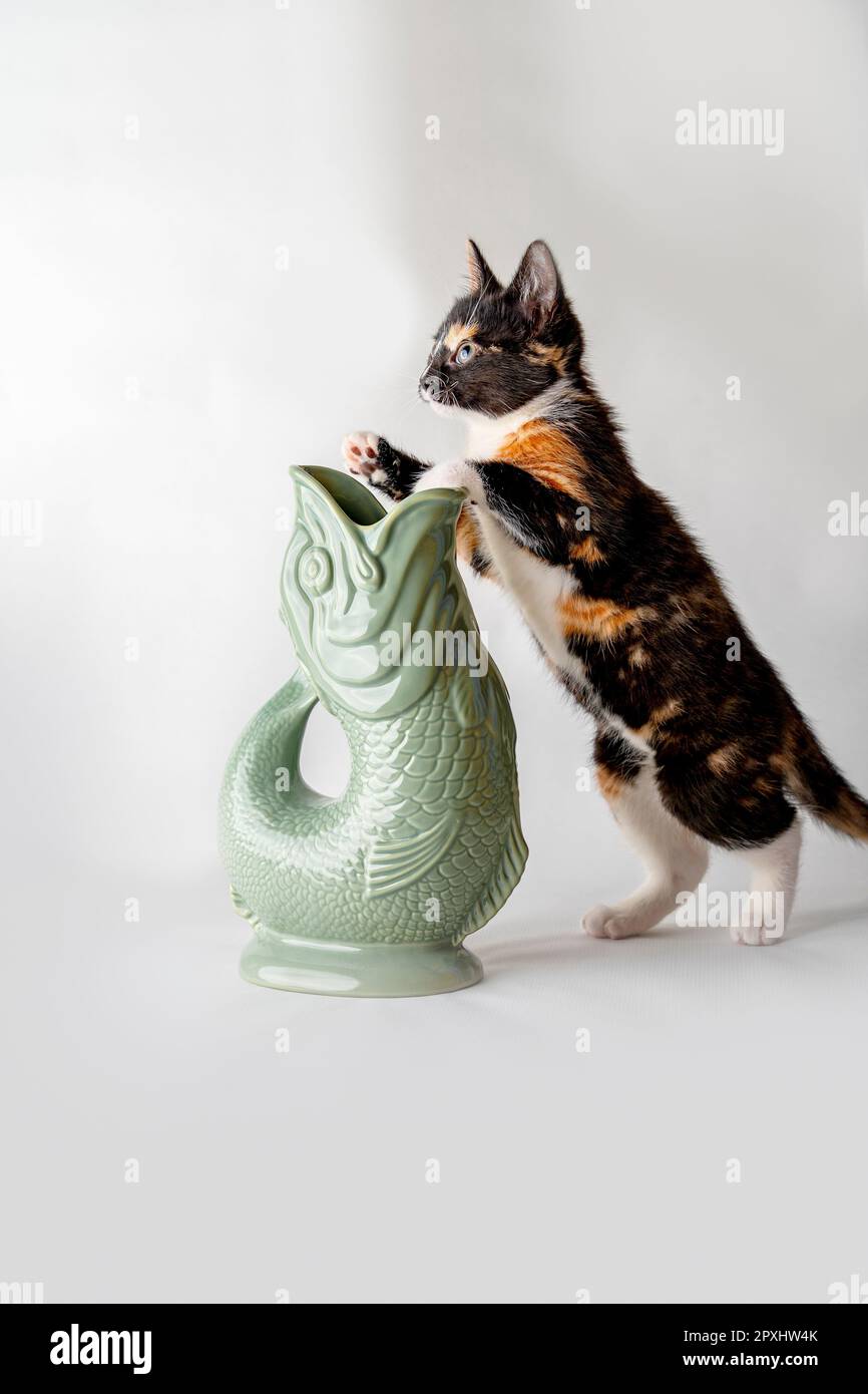An adorable kitten playing with a ceramic vase on white studio ...