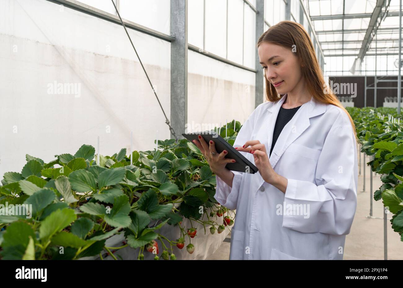Caucasian female botanical scientist observes growing organic ...