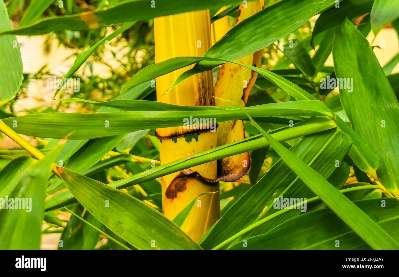 Green yellow bamboo trees in tropical nature of in Zicatela Puerto ...