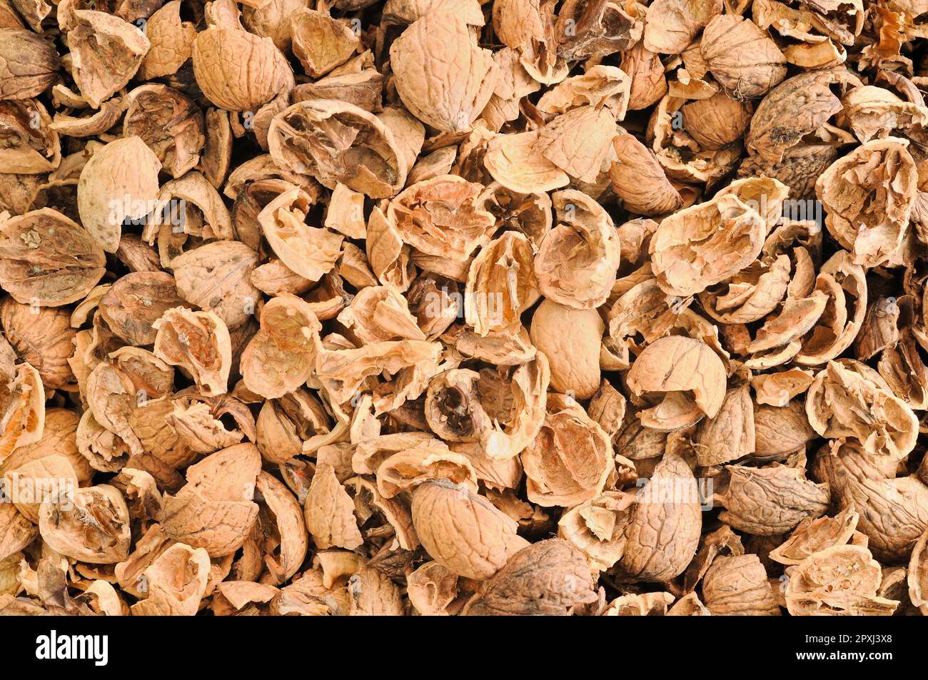 A close-up shot of empty shells of walnuts and nuts scattered on a ...