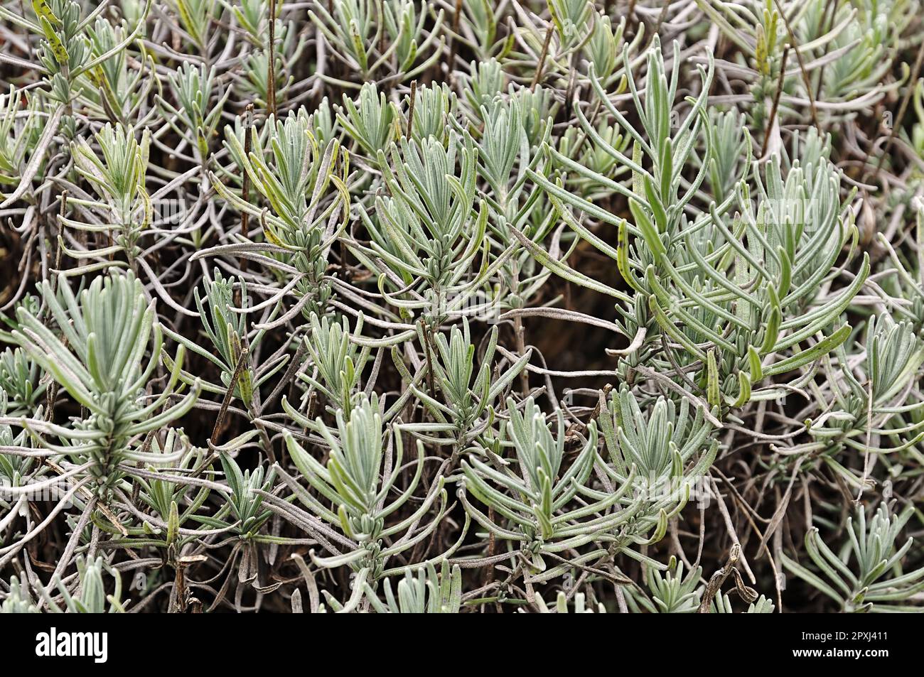 Lavender sprig root hi-res stock photography and images - Alamy