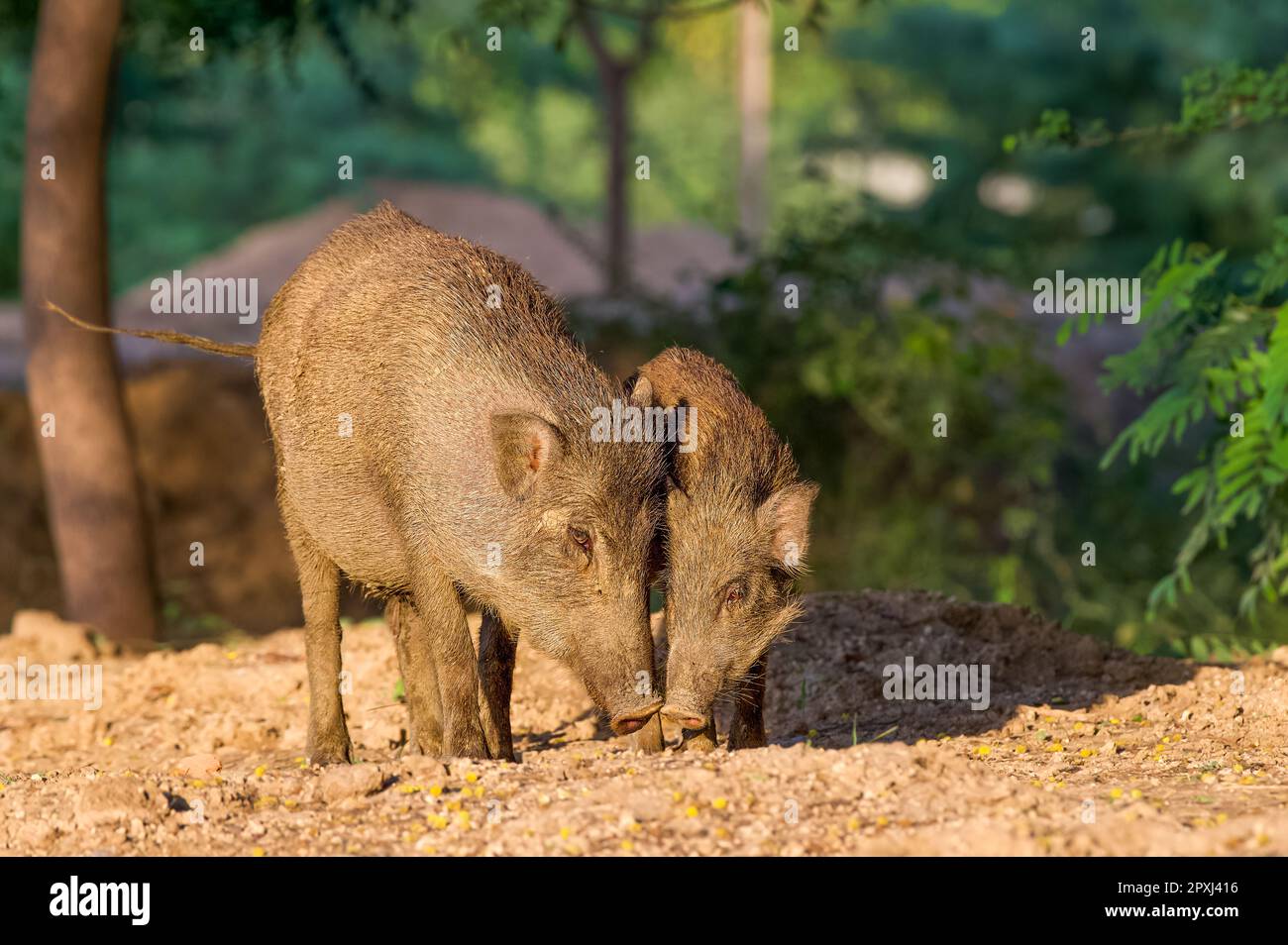 A closeup of a pig with its baby in a zoo Stock Photo - Alamy