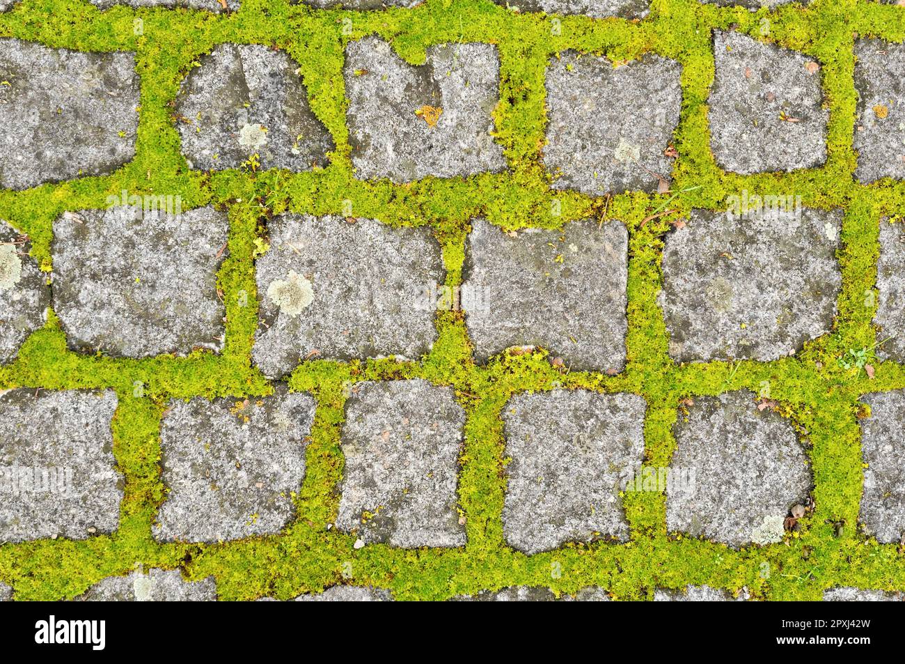 A cobblestone pathway featuring lush moss and lichen growth Stock Photo ...
