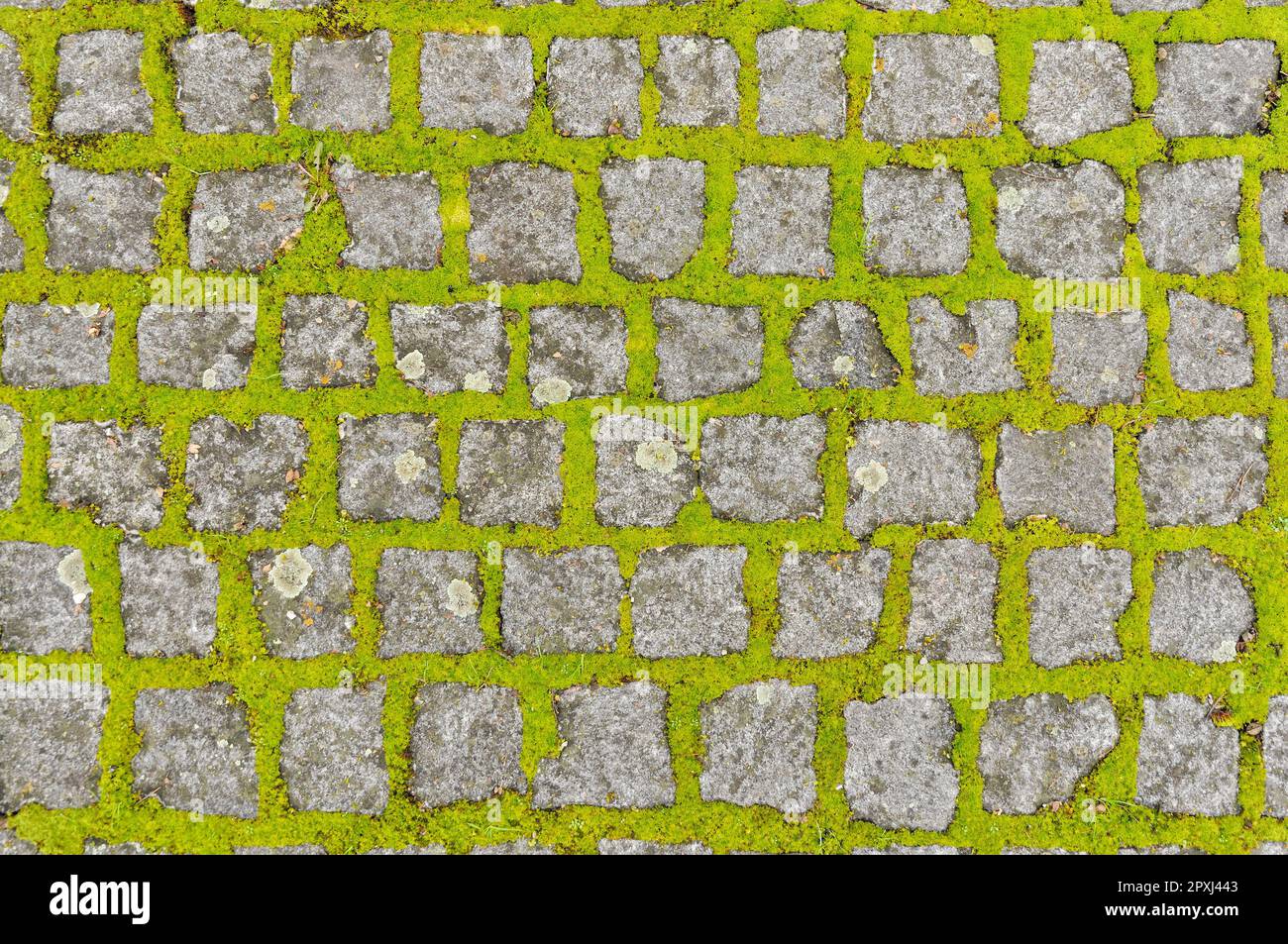 A cobblestone pathway featuring lush moss and lichen growth Stock Photo ...
