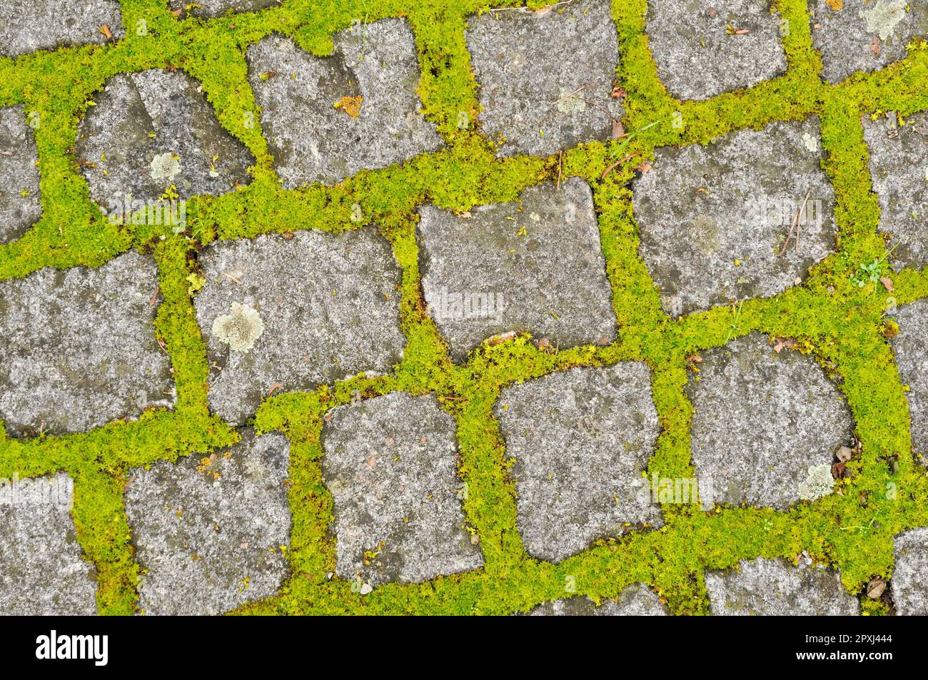 A cobblestone pathway featuring lush moss and lichen growth Stock Photo ...