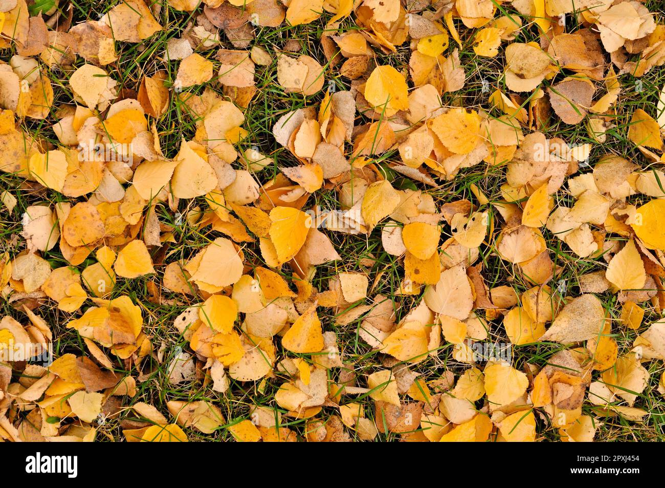 A closeup of a vibrant array of autumn foliage scattered across the ...
