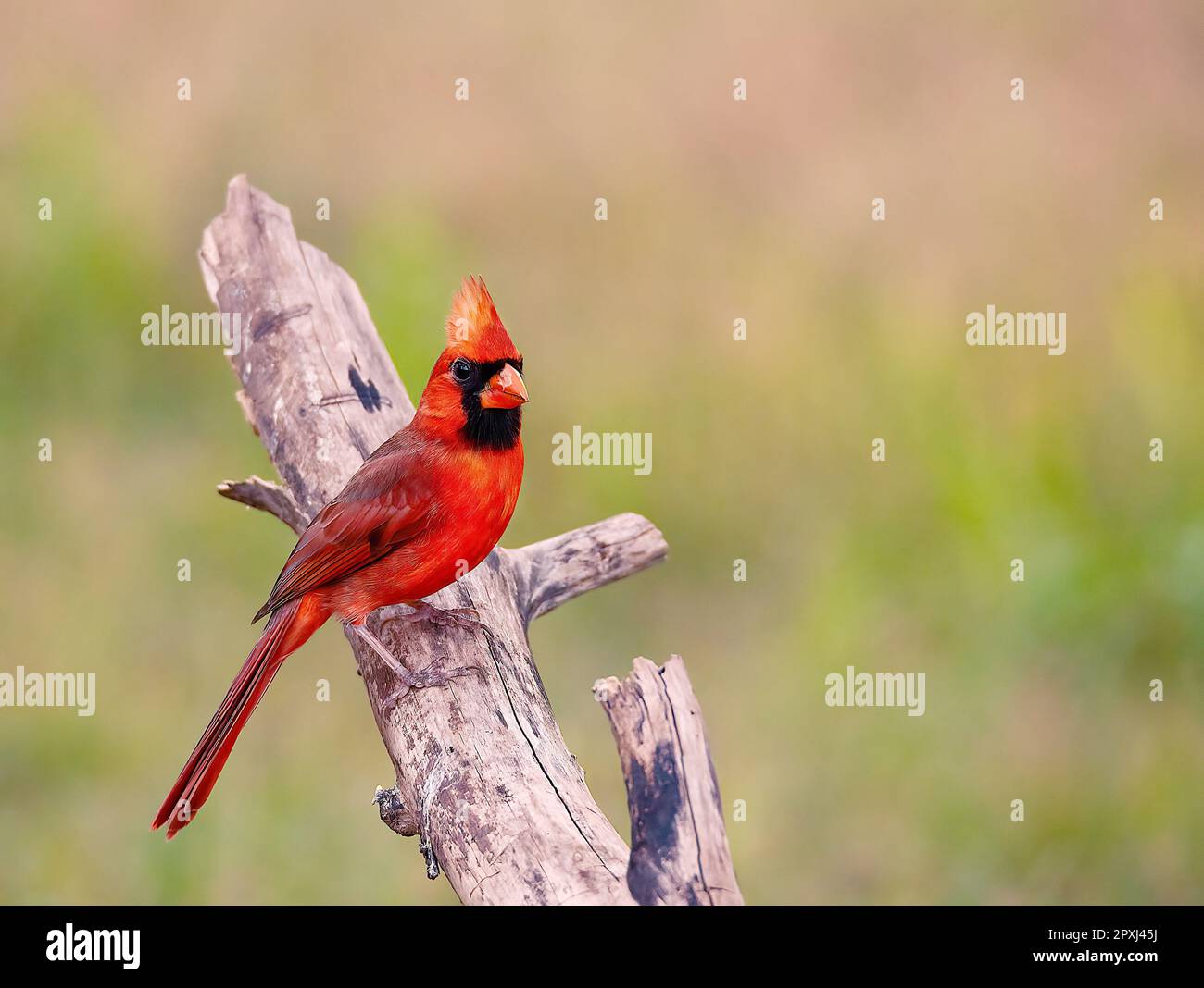 A vibrant red northern cardinal bird perched on a thin branch against a ...