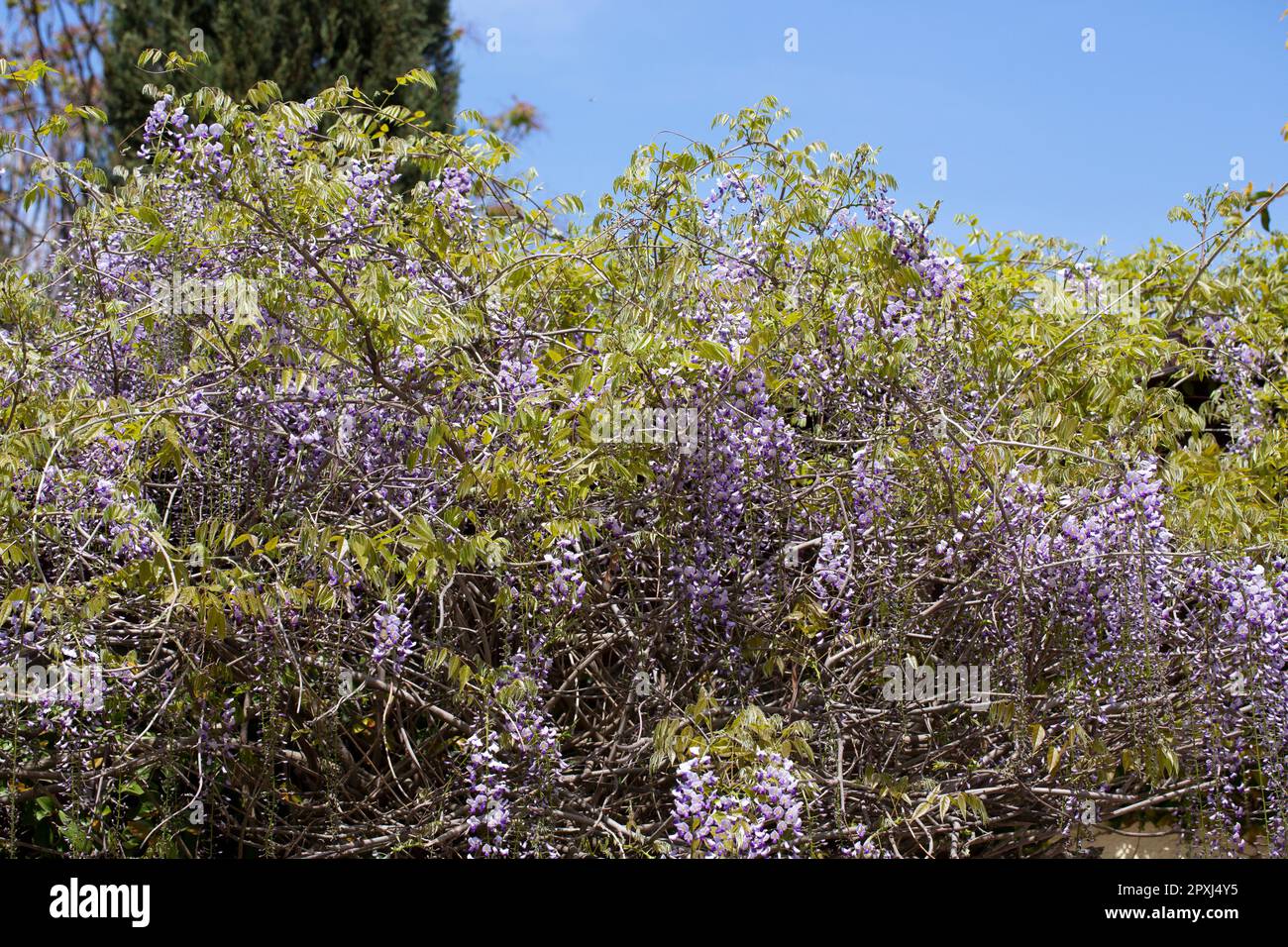 Blooming violet Wisteria Sinensis. Beautiful Prolific tree with scented ...