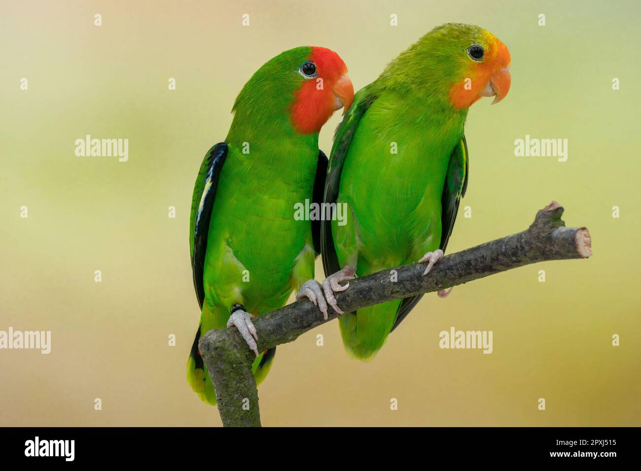red-headed lovebird or red-faced lovebird Stock Photo - Alamy