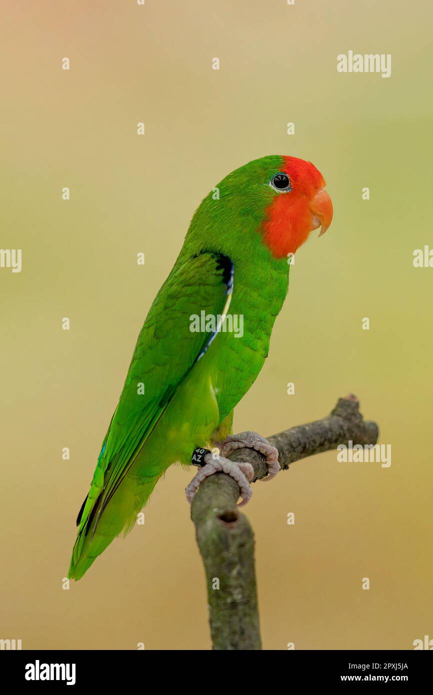 red-headed lovebird or red-faced lovebird Stock Photo - Alamy