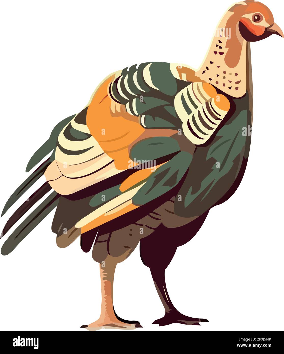 pheasant cartoon with colorful feather tail Stock Vector Image & Art ...