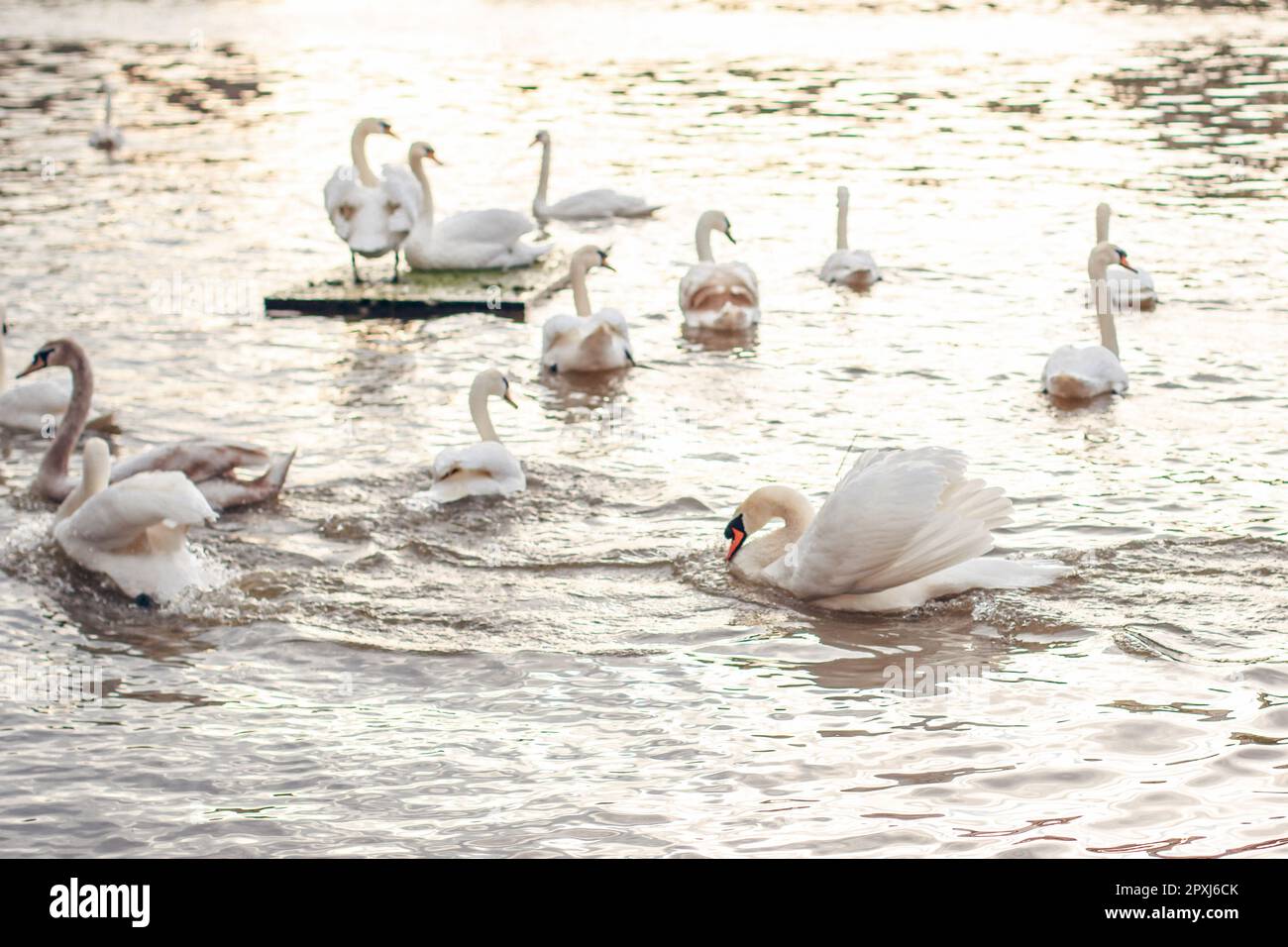 Swan displaying its wings in the Vltava River in Prague, surrounded by ...
