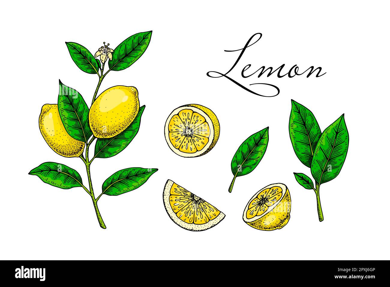 Lemon fruit, branches, leaves and slices. Colorful hand drawn vector illustration in sketch ...