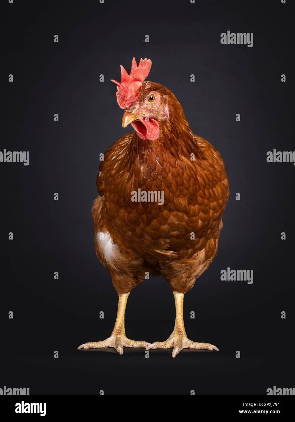 Brown hen aka female chicken, standing facing front. Looking side ways ...