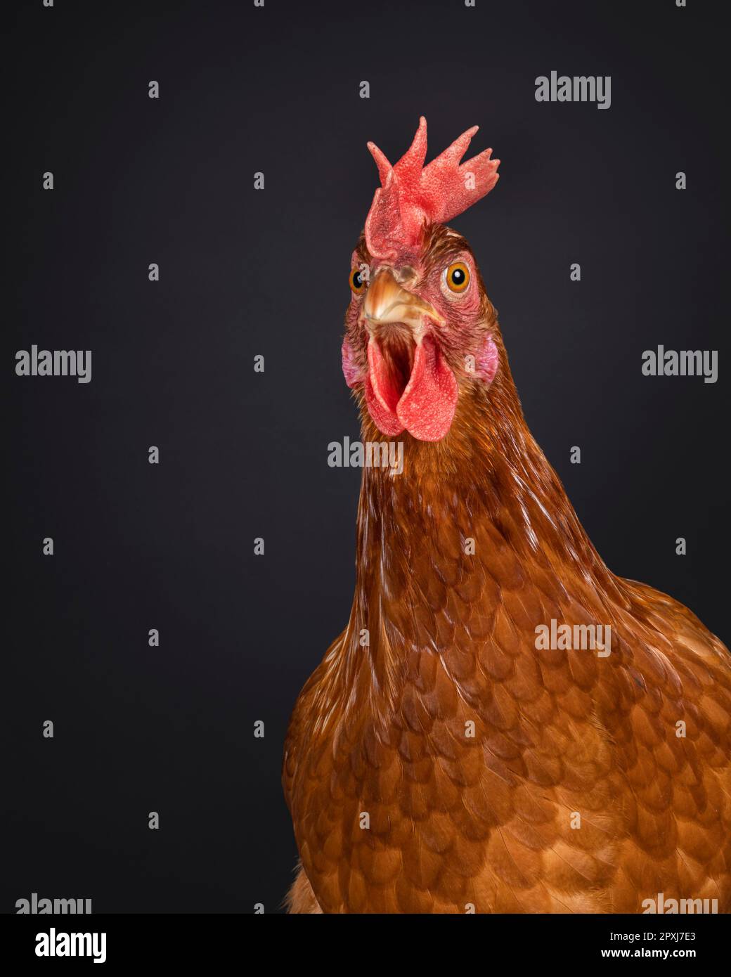 Feathered hen legs hi-res stock photography and images - Alamy