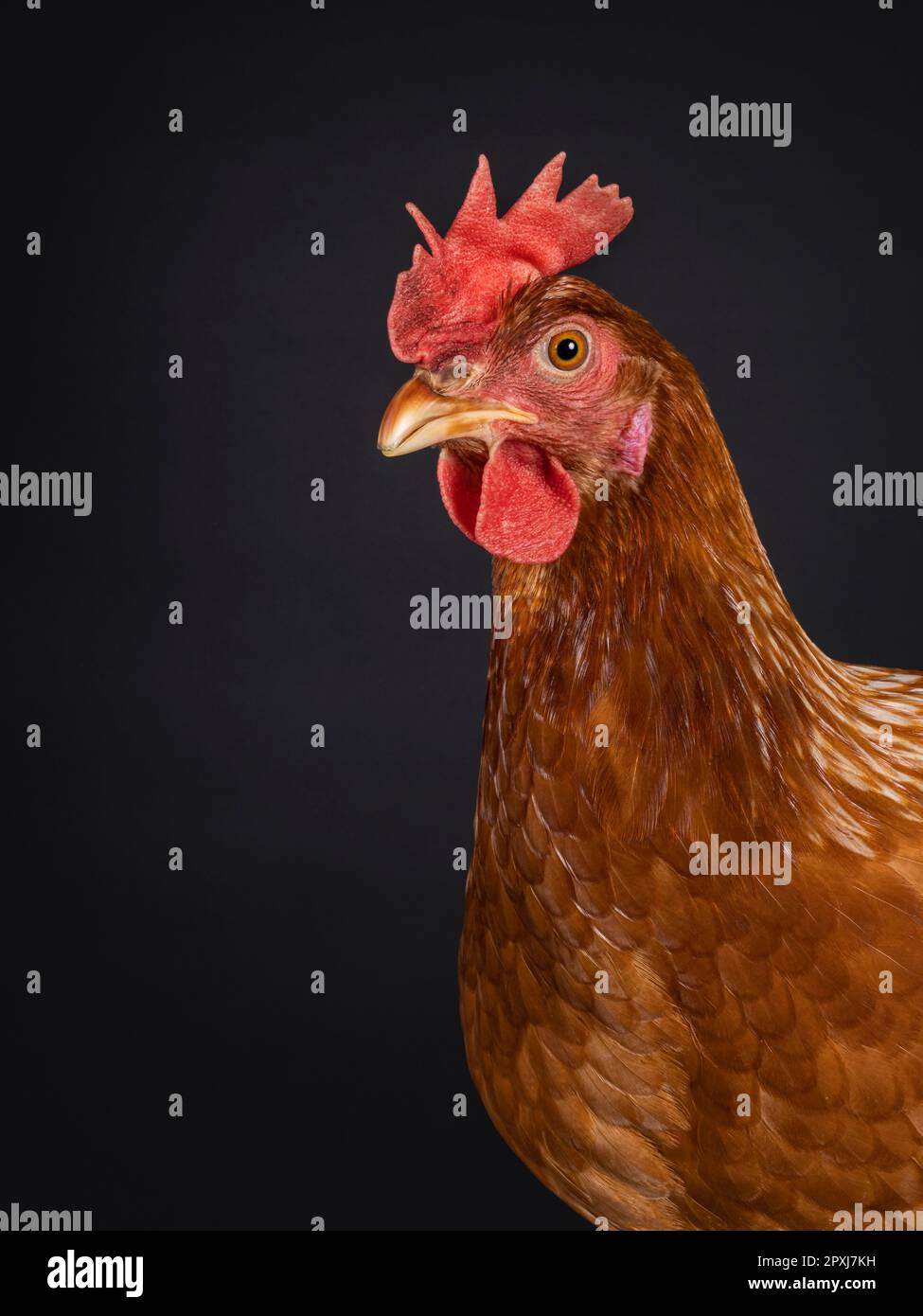 Head shot of brown hen aka female chicken, standing facing front ...
