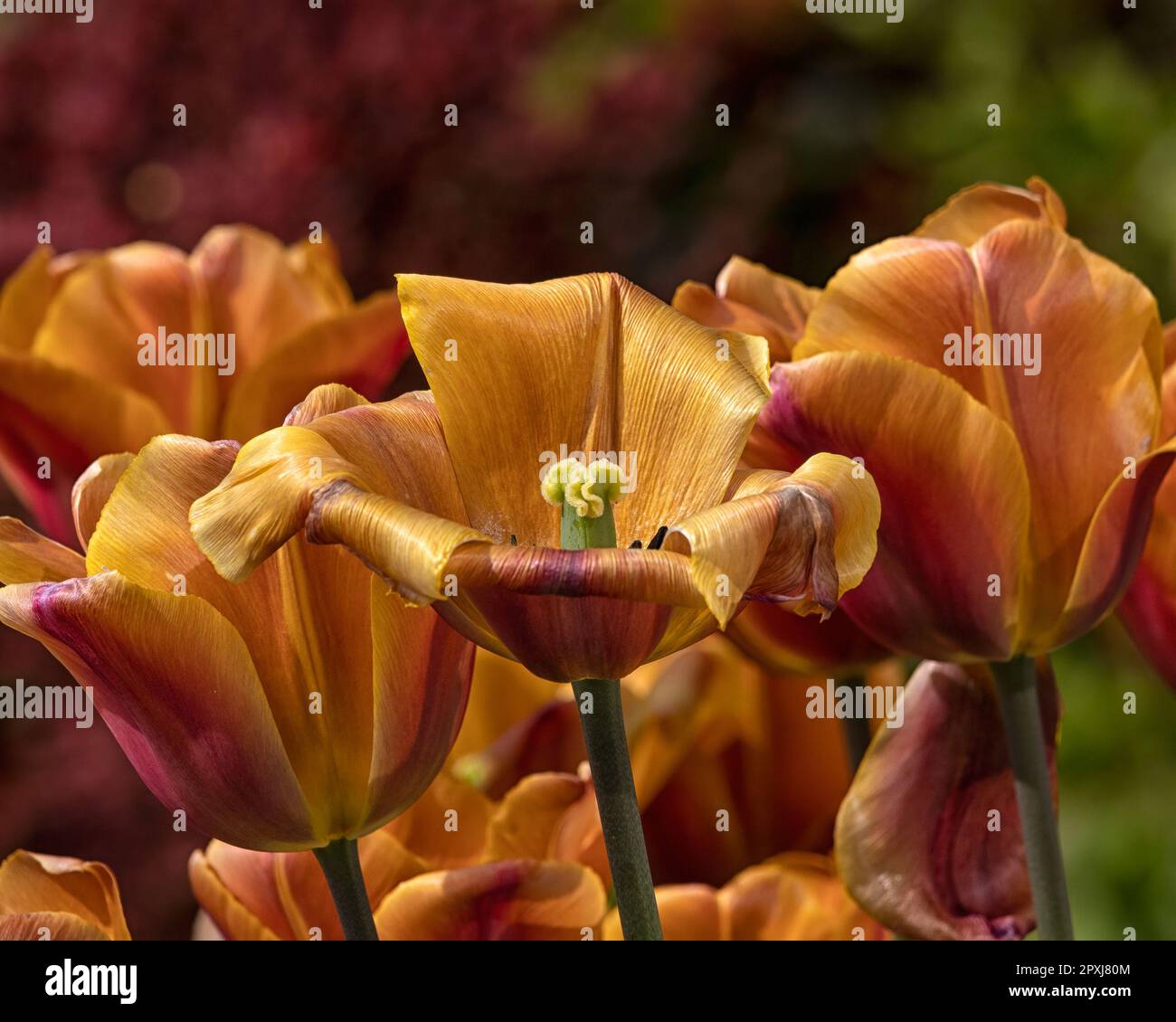 Blown flowers hi-res stock photography and images - Alamy
