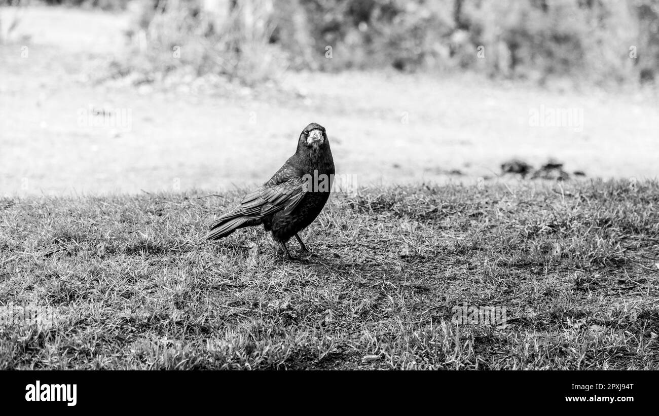 Field shot Black and White Stock Photos & Images - Alamy