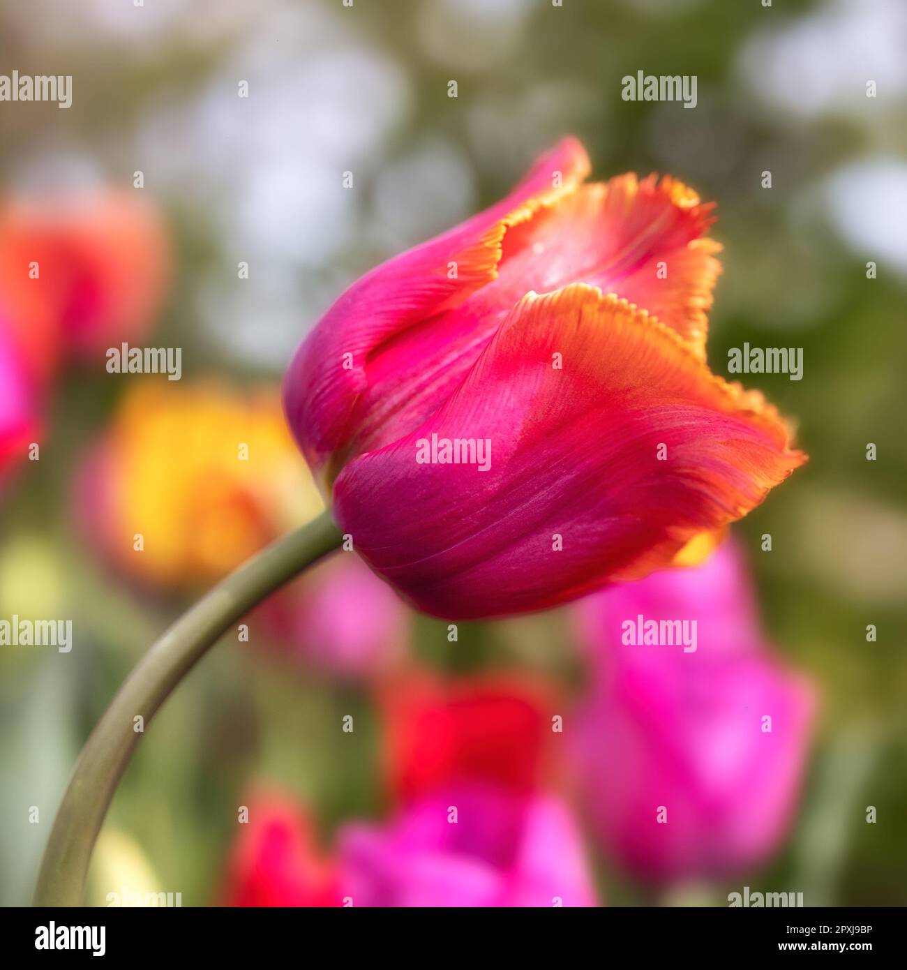 Tulipa louvre orange hi-res stock photography and images - Alamy