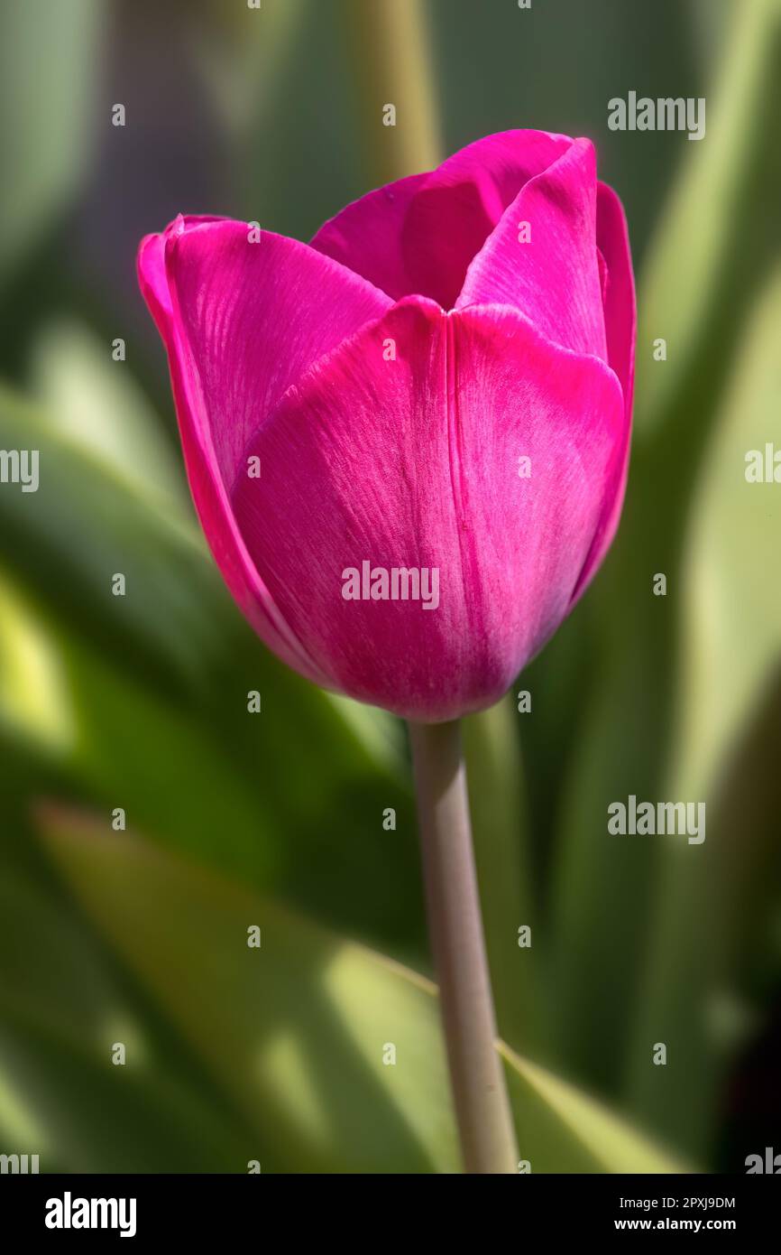 Attila graffiti' tulip hi-res stock photography and images - Alamy