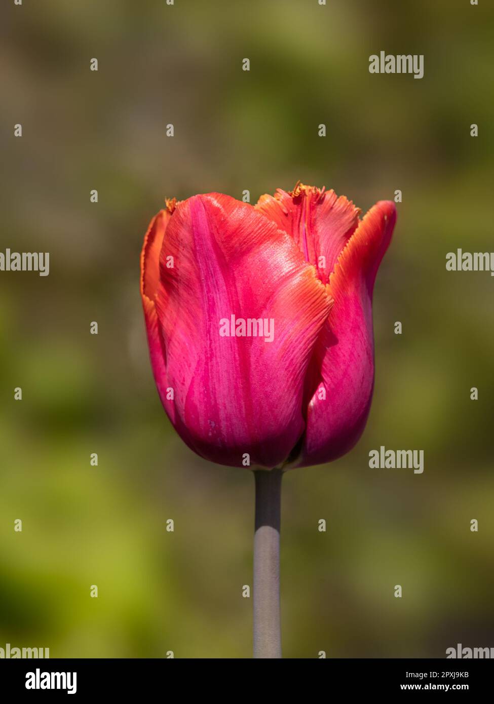 Tulipa louvre orange hi-res stock photography and images - Alamy