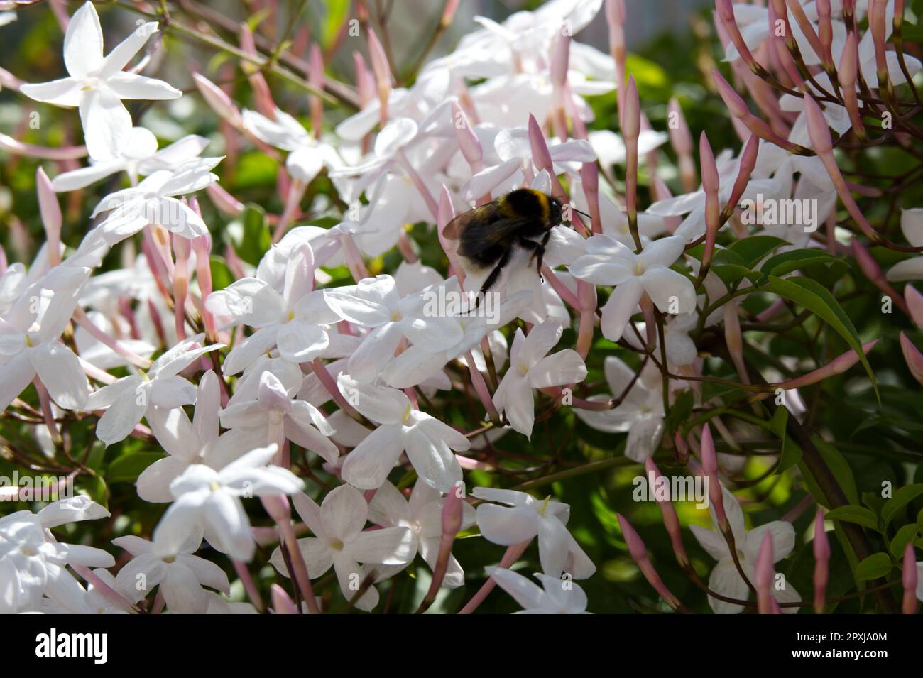 A been on fragrant white flowers of Jasminum polyanthum, Chinese ...