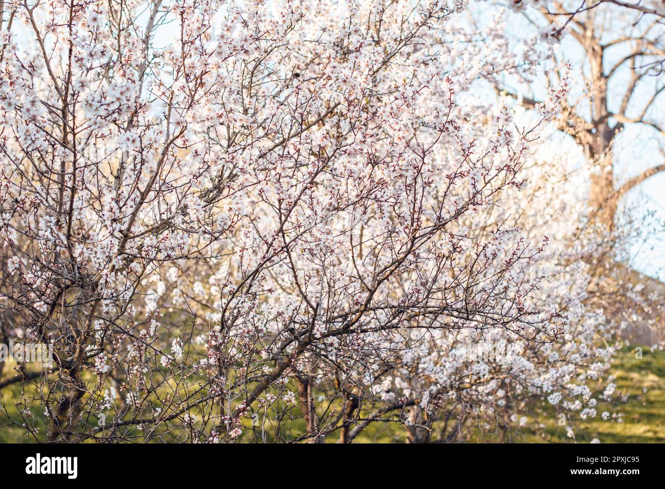 A beautiful white almond tree in full bloom in Prague Petrin garden ...
