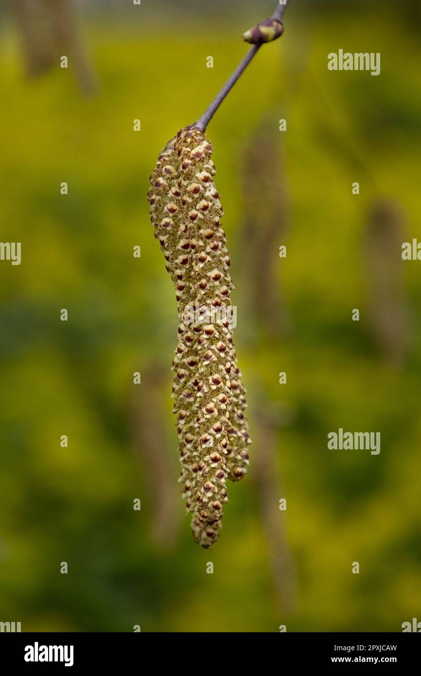 Catkins silver birch hi-res stock photography and images - Alamy