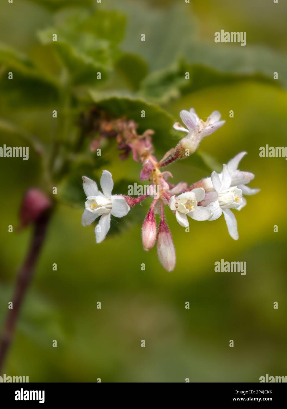 Family grossulariaceae hi-res stock photography and images - Alamy