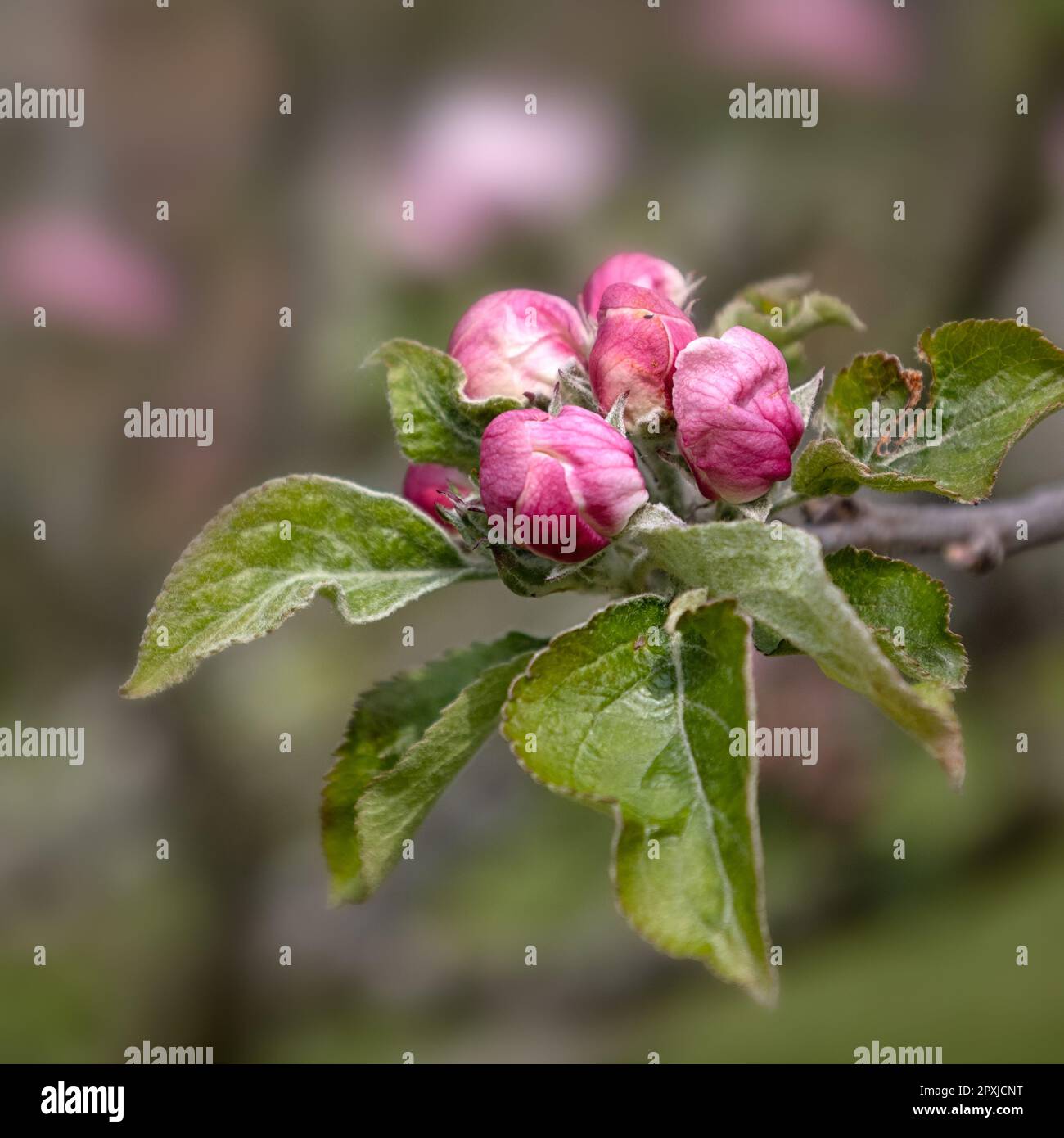 Malus excelsior hi-res stock photography and images - Alamy