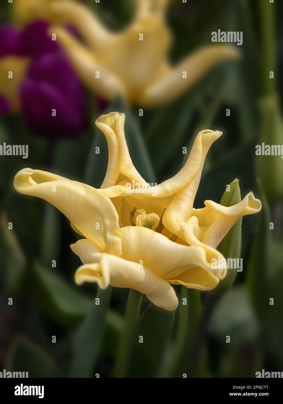 Triumph tulip yellow crown hi-res stock photography and images - Alamy
