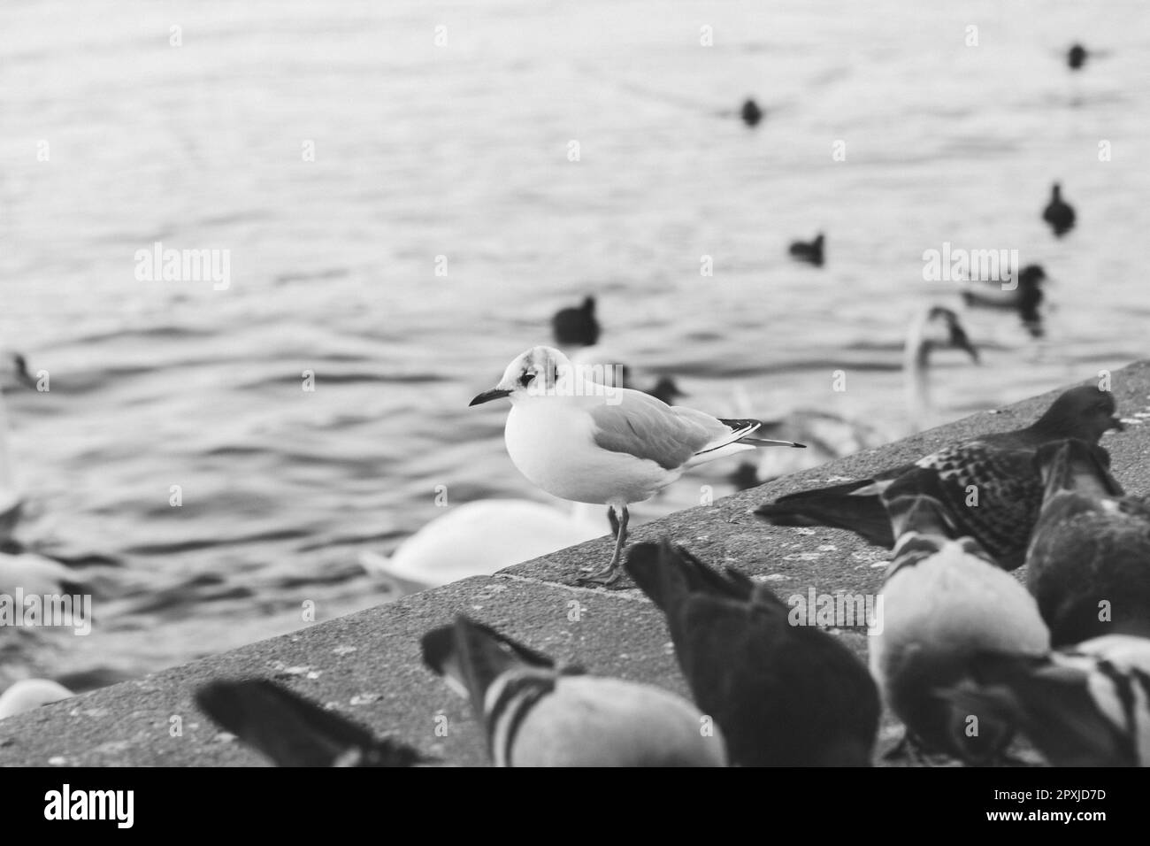Detailed river scene Black and White Stock Photos & Images - Alamy