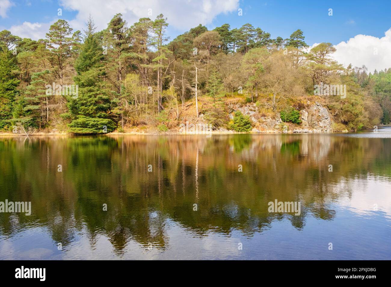 Trees reflected in clear still waters of Llyn y Parc lake in Gwydyr ...